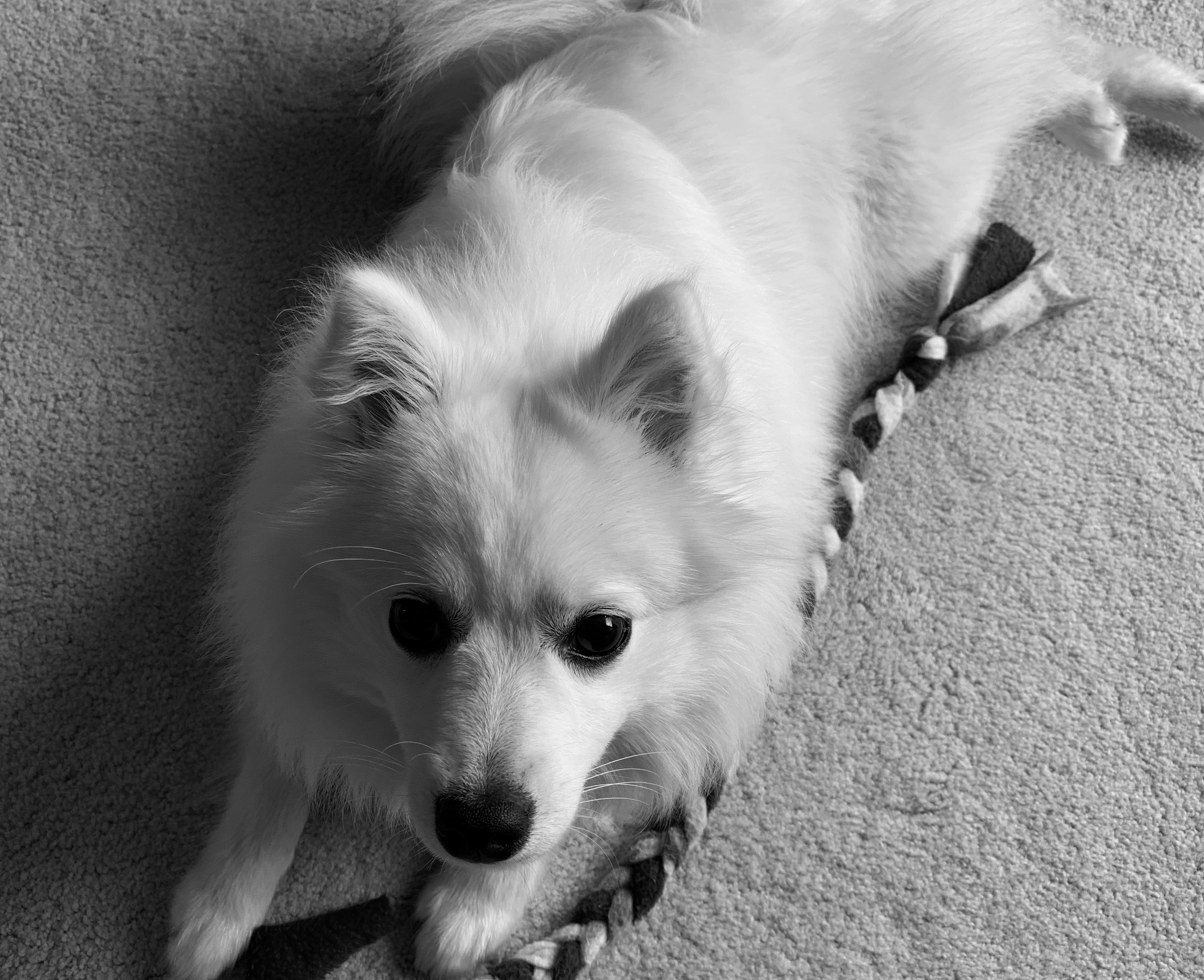 Silly Little Dog Productions